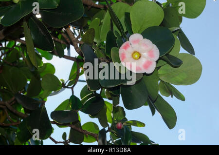 Autograph Tree, Copey, Balsam Apple or Pitch-apple (Clusia major ...