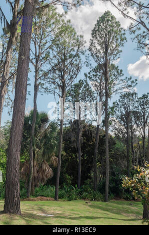Pinus occidentalis, or Hispaniolan pine, is a pine endemic to the ...