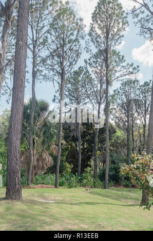 Pinus occidentalis, or Hispaniolan pine, is a pine endemic to the ...