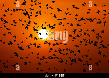 Group of Ravens flying over the cloud Stock Photo - Alamy