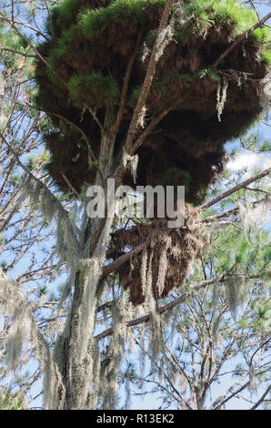 Pinus occidentalis, or Hispaniolan pine, is a pine endemic to the ...