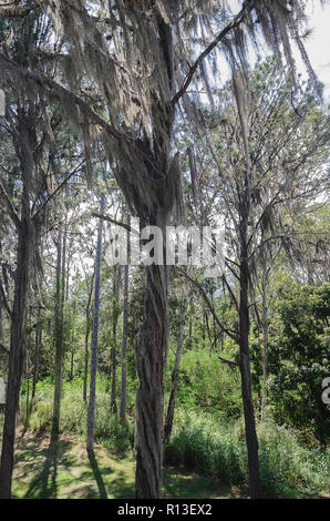 Pinus occidentalis, or Hispaniolan pine, is a pine endemic to the ...