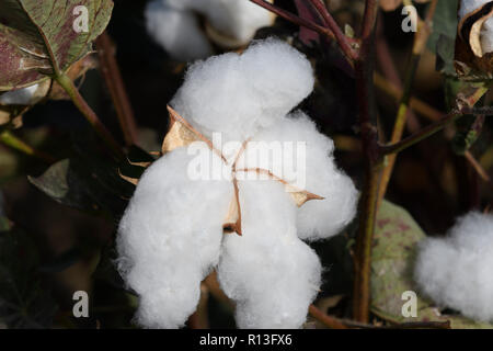 Cotton (Gossypium hirsutum), seedheads Stock Photo - Alamy