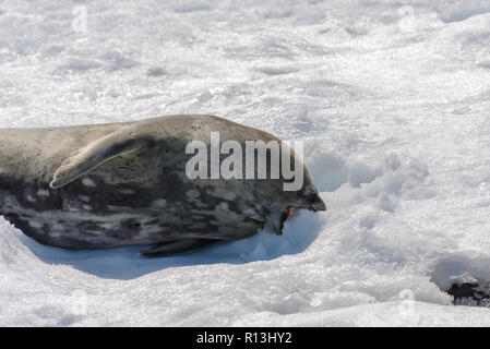 Leopard seal on beach with snow in Antarctica Stock Photo - Alamy