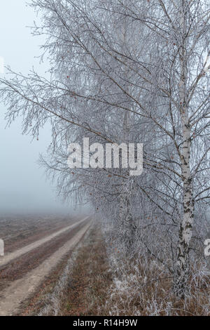 Russian birches in fall season Stock Photo - Alamy