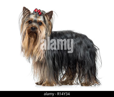 Old Yorkshire Terrier side profile Stock Photo - Alamy