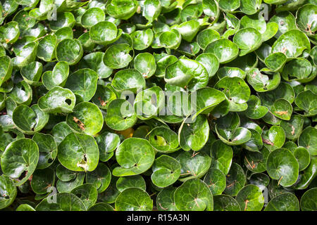 Western Wild Ginger Groundcover Native Evergreen Plant in Oregon ...