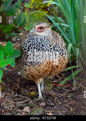Cheer Pheasant or Wallich's Pheasant (Catreus wallichii). Hen and ...