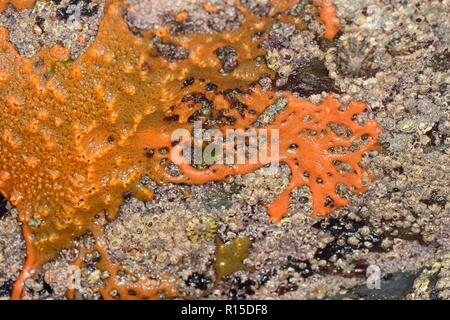 Crumb-of-bread sponge, Hymeniacidon perlevis, Demospongiae, Tor Paterno ...