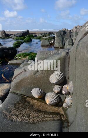 Thick Top Shell - Osilinus lineatus Stock Photo - Alamy