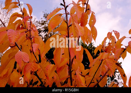 autumn sky kent november 2018 Stock Photo - Alamy
