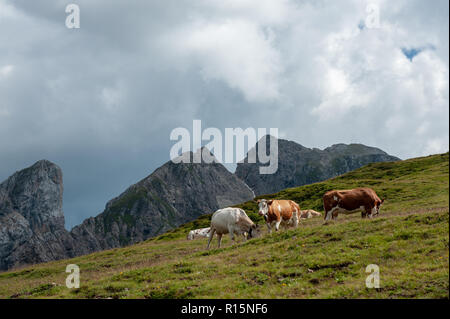 Swiss Red White Cows, grazing in the Italian Alps Stock Photo - Alamy
