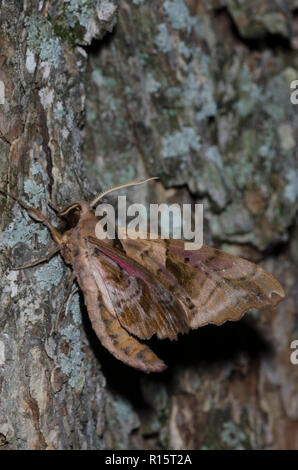 Blinded Sphinx Moth (Paonias excaecata) 5th instar caterpillar on Wild ...