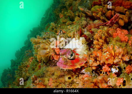 Red Irish Lord sculpin fish, Hemilepidotus hemilepidotus, predation on ...