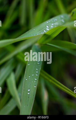 Dew drops on grass after rain in summer. Close up Stock Photo - Alamy