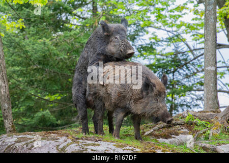 A pair of wild Boars mating Stock Photo - Alamy
