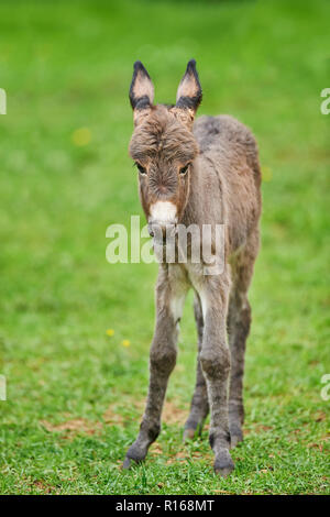 A young cute donkey foal stands along side its mum in a paddock Stock ...
