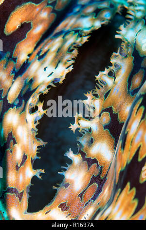 Syphon of giant clam (Tridacna gigas), Clam meat, detail, pacifica ...