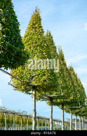 Plantation of high decorative cutted ornamental trees growing in rows ...