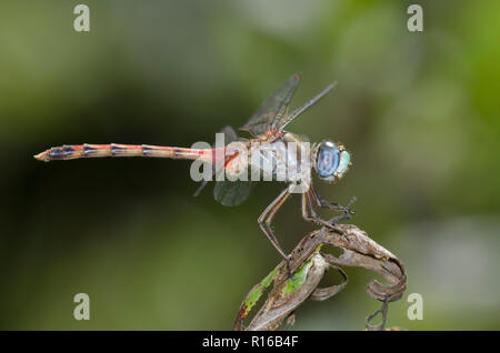 Blue-faced meadowhawk dragonfly (Sympetrum ambiguum) perched ...