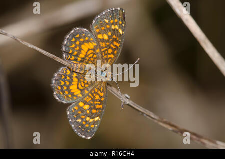 Elada Checkerspot, Microtia elada, female Stock Photo - Alamy