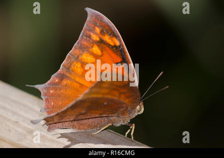Tropical Leafwing, Anaea aidea, female Stock Photo - Alamy