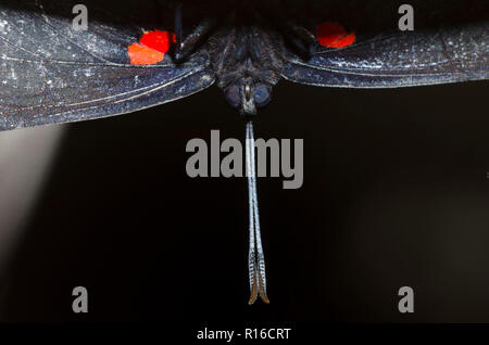 Red-bordered Pixie Melanis pixe Stock Photo - Alamy
