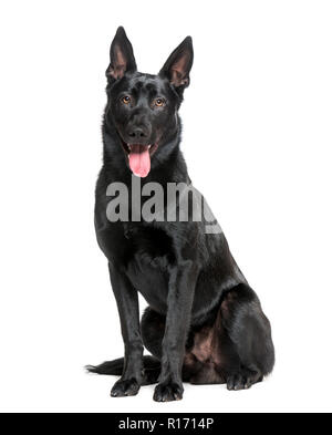 Belgian Shepherd Dog, malinois Stock Photo - Alamy