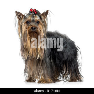 Old Yorkshire Terrier side profile Stock Photo - Alamy