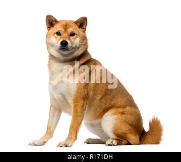 Shiba Inu (2 years old Stock Photo - Alamy