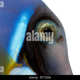 Close-up of a Powder blue tang's dorsal fin, Acanthurus leucosternon ...
