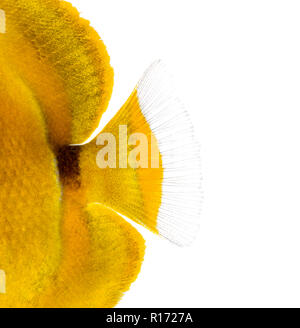 Side view of a Bluelashed butterflyfish, Chaetodon bennetti, against ...