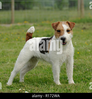 jack russell terrier, docked tail Stock Photo: 92135513 - Alamy