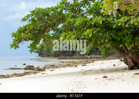 Terminalia catappa, Beach Almond in Cairns, Queensland Stock Photo - Alamy