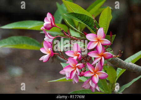 Kathgolop also known as Gulachin, Plumeria rubra, Plumeria alba ...
