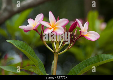 Kathgolop also known as Gulachin, Plumeria rubra, Plumeria alba ...