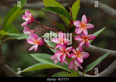 Kathgolop also known as Gulachin, Plumeria rubra, Plumeria alba ...