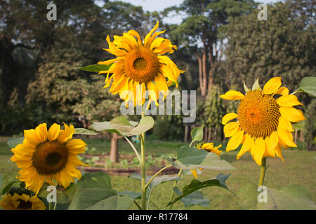 Sunflower also known as Surajmukhi, Helianthus annuus. Bangladesh Stock ...