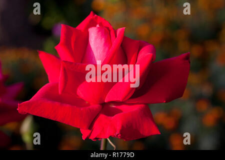 Rose also known as Golap, Gulab Rosa. Bangladesh Stock Photo - Alamy