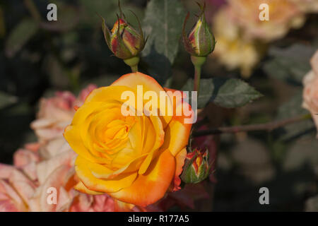 Rose also known as Golap, Gulab Rosa. Bangladesh Stock Photo - Alamy
