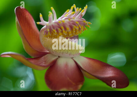 Cannonball flower also known as Nagalingam, Kaman gola, Couroupita ...