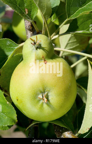 Apple with Fasciation Stock Photo - Alamy
