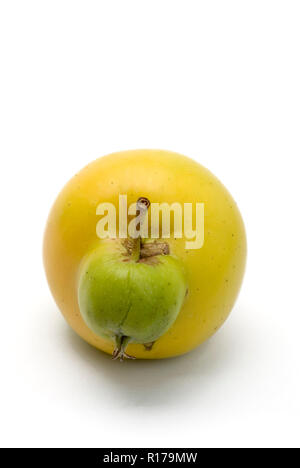 Apple with Fasciation Stock Photo - Alamy