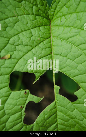 group of green leaves with marks of insect bites, bites of insects on ...