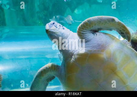 funny green or loggerhead turtle swimming by and saying hello with a ...