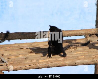 Weihai, Weihai, China. 10th Nov, 2018. Weihai, CHINA-Monkeys can be ...