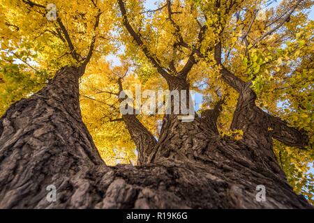 Weifang, Weifang, China. 10th Nov, 2018. Weifang, CHINA-A 220-year-old ...