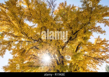 Weifang, Weifang, China. 10th Nov, 2018. Weifang, CHINA-A 220-year-old ...