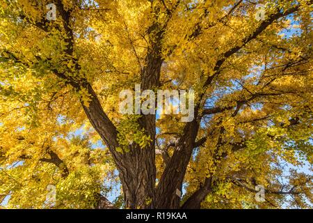 Weifang, Weifang, China. 10th Nov, 2018. Weifang, CHINA-A 220-year-old ...