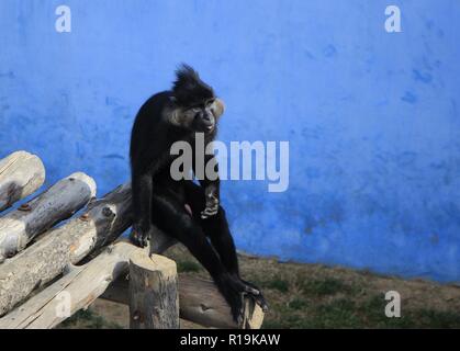 Weihai, Weihai, China. 10th Nov, 2018. Weihai, CHINA-Animals can be ...